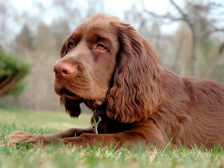 Sussex Spaniel: ລາຍລະອຽດຂອງສາຍພັນdogາດ້ວຍຮູບພາບແລະວິດີໂອ 4099_7