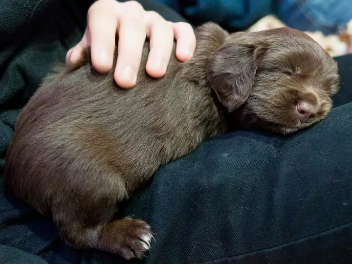 Sussex Spaniel: deskrizzjoni ta 'razez ta' klieb b'ritratti u vidjows 4099_8