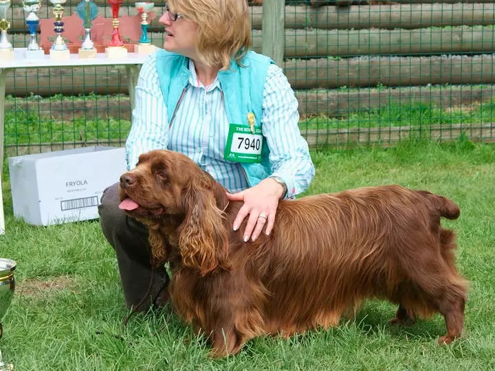 Sussex Spaniel: deskrizzjoni ta 'razez ta' klieb b'ritratti u vidjows 4099_9