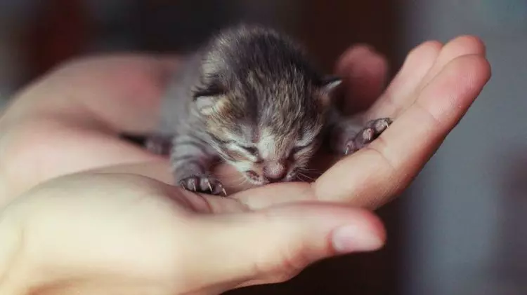 Nyfødt kattunge