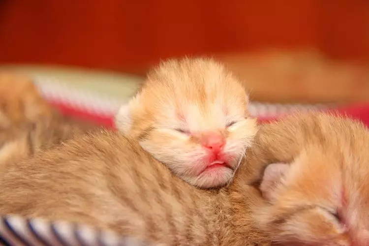 Røde nyfødte kattunger