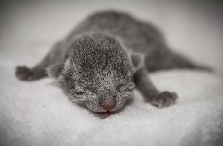 Grå nyfødt kattunge