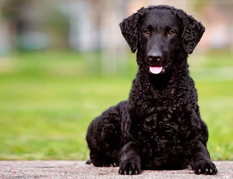 txakur arraza Curly Coated Retriever