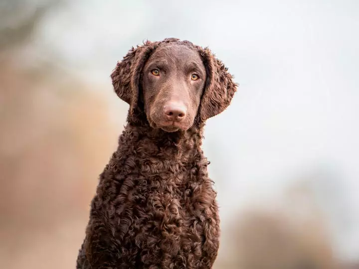 Retriever me flokë kaçurrelë: përshkrimi i racës së qenve me foto dhe video 4123_10