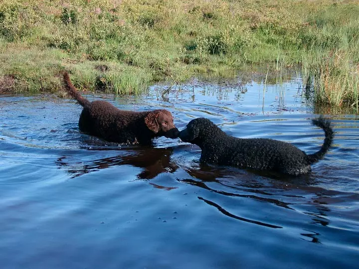 Curly-haired retriever: description of the dog breed with photos and videos 4123_11