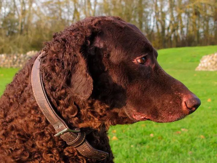 Retriever me flokë kaçurrelë: përshkrimi i racës së qenve me foto dhe video 4123_12