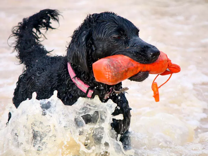 Retriever me flokë kaçurrelë: përshkrimi i racës së qenve me foto dhe video 4123_13