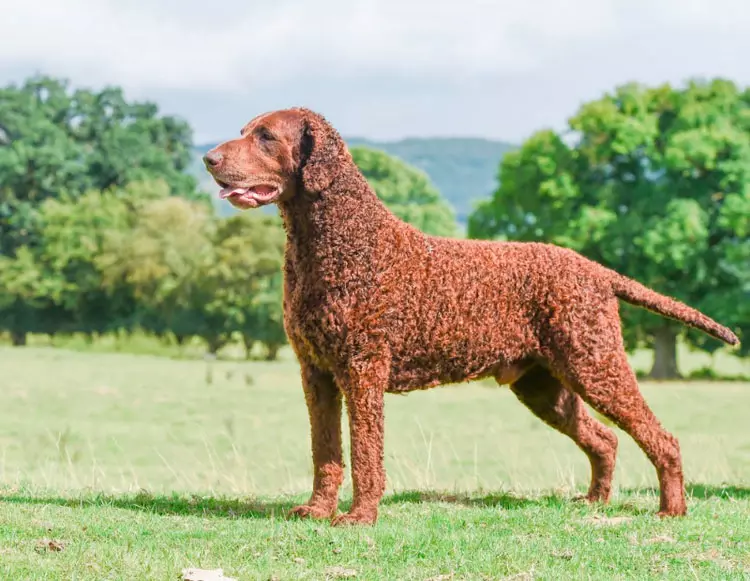 imbwa yororoka igoramye-umusatsi retriever