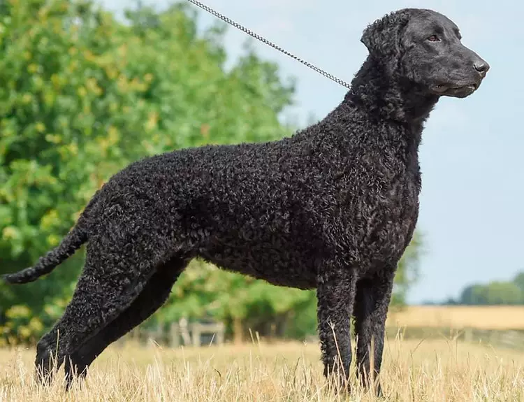 Standard curly-coated retriever