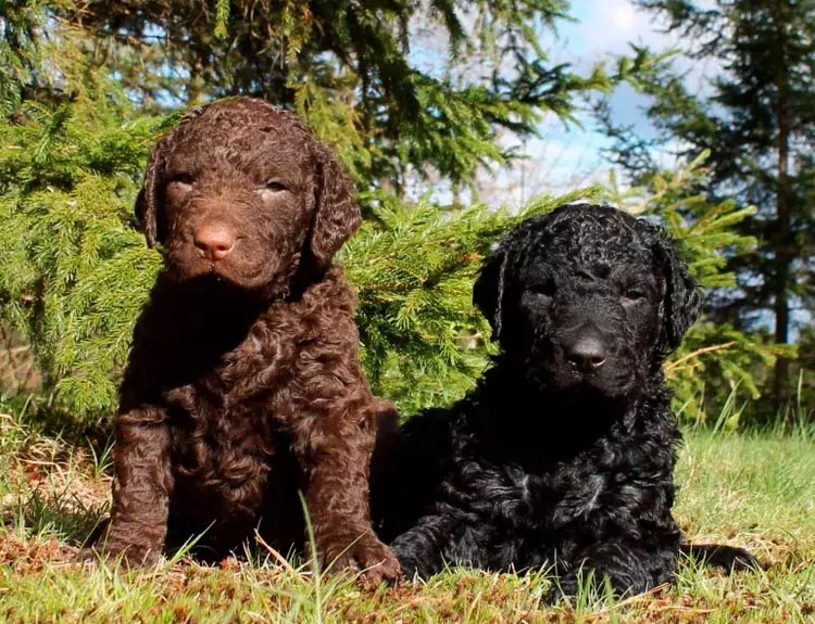 curly-haired retriever puppies