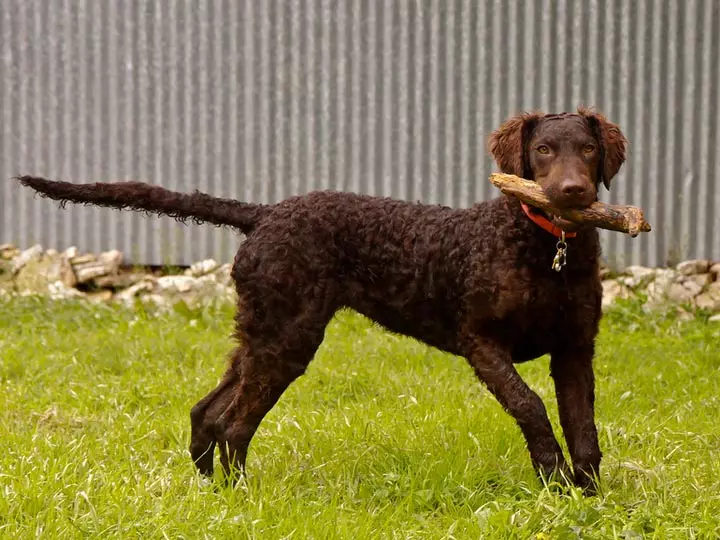 Curly-haired retriever: description of the dog breed with photos and videos 4123_7