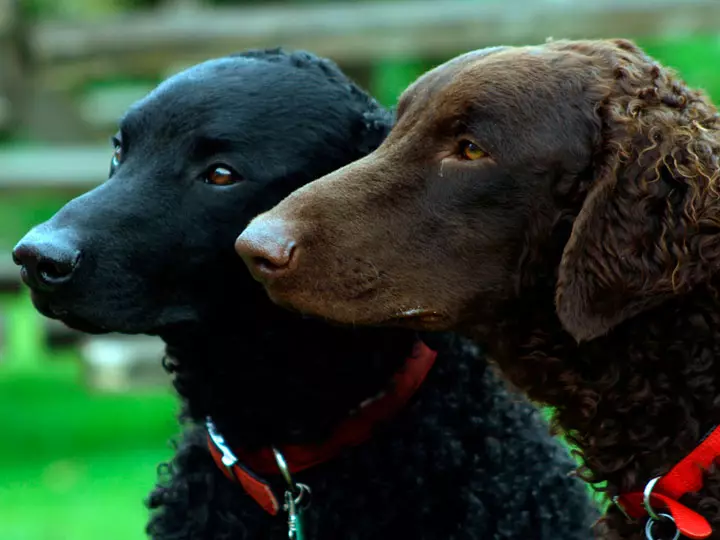 Retriever me flokë kaçurrelë: përshkrimi i racës së qenve me foto dhe video 4123_9