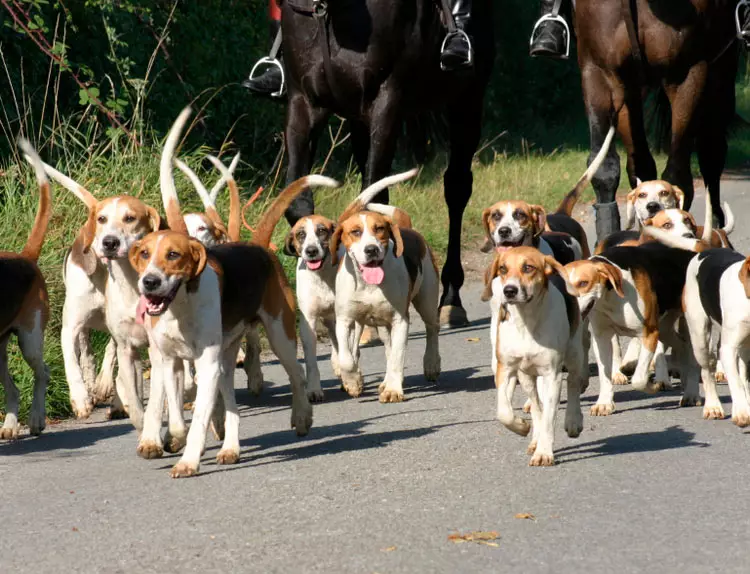 Race de chien Harrier (chien de lièvre anglais)