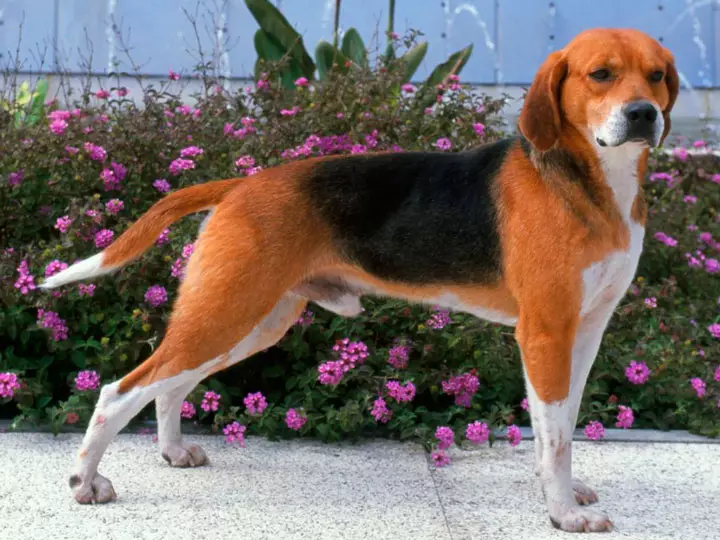 Harrier (anjing kelinci Inggeris): penerangan tentang jenis anjing dengan gambar dan video 4125_13