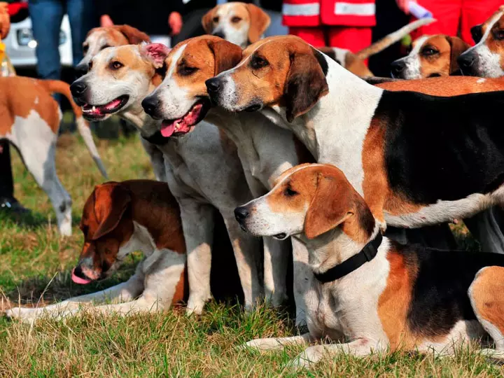 Harrier (anjing kelinci Inggeris): penerangan tentang jenis anjing dengan gambar dan video 4125_14