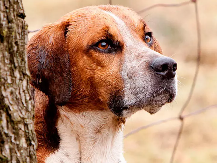 Harrier (chien de lièvre anglais): description de la race de chien avec photos et vidéos 4125_5