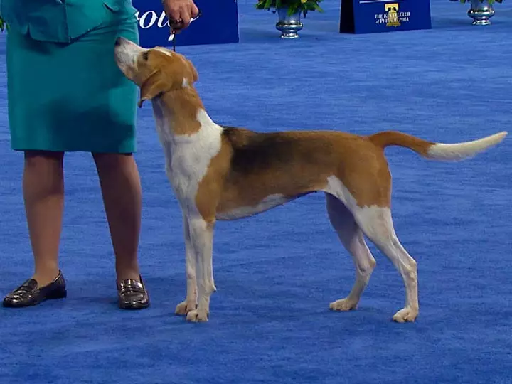 Harrier (anjing kelinci Inggeris): penerangan tentang jenis anjing dengan gambar dan video 4125_6