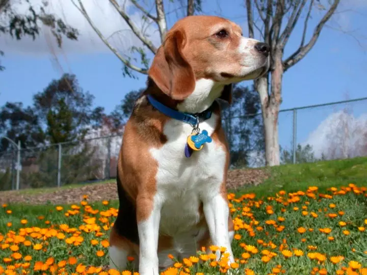 Harrier (anjing kelinci Inggeris): penerangan tentang jenis anjing dengan gambar dan video 4125_9