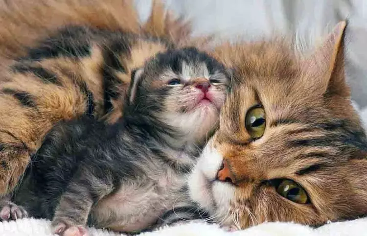 Wie verhält sich eine Katze vor der Geburt? Verhalten, zum ersten Mal, Zeichen