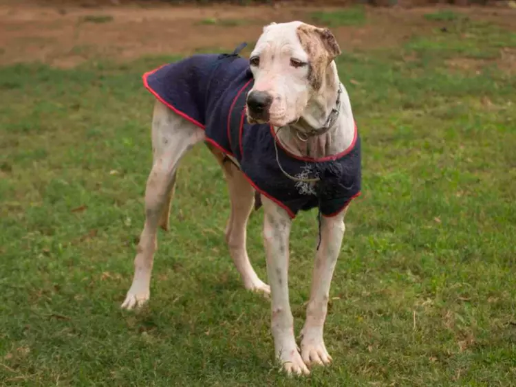 Pakistanlı mastiff ev gözətçisi üçün