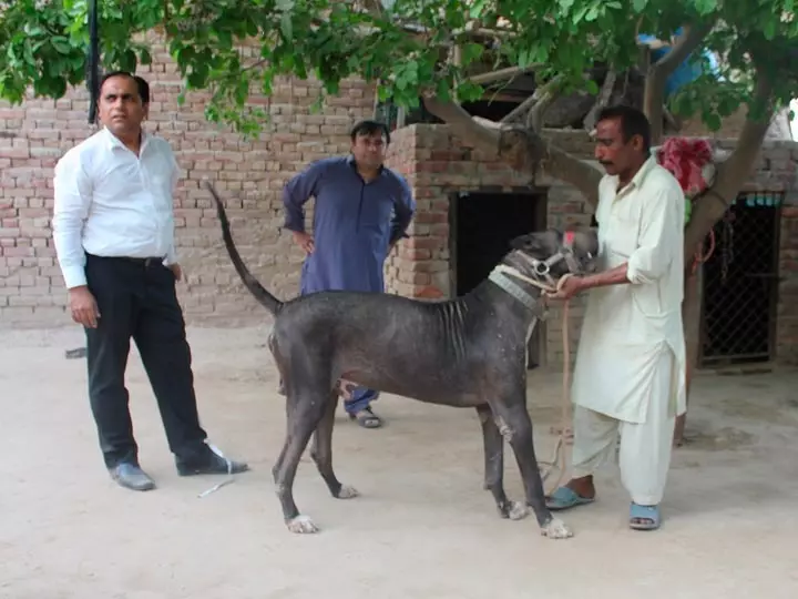 Bully Kutta (Pakistan Mastiff): fotoşəkil ilə it cinsinin təsviri 4151_10