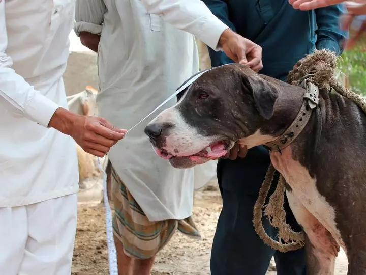 Bully Kutta (Pakistani Mastiff): faʻamatalaga o le maile taʻifau ma le ata 4151_11