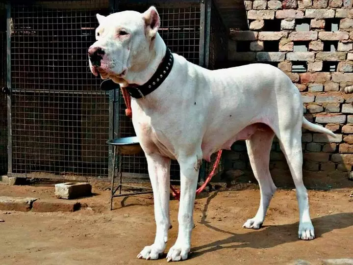 Bully Kutta (Pakistani Mastiff) : 사진이있는 개 품종 설명 4151_12