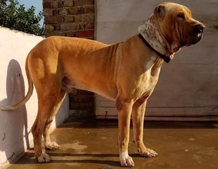 redhead bully kutta