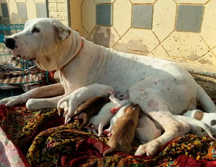 Pakistanlı Mastiff balaları ilə