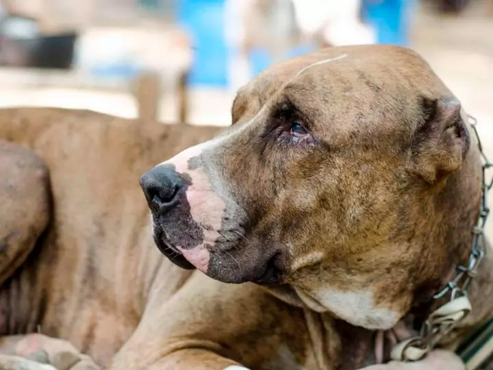 Bully Kutta (Pakistani Mastiff): faʻamatalaga o le maile taʻifau ma le ata 4151_5