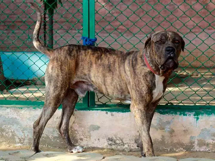 Bully Kutta (Mastiff wa Pakistani): maelezo ya kuzaliana kwa mbwa na picha 4151_6