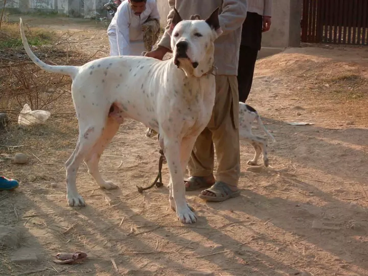 Bully Kutta (Pakistan Mastiff): fotoşəkil ilə it cinsinin təsviri 4151_7