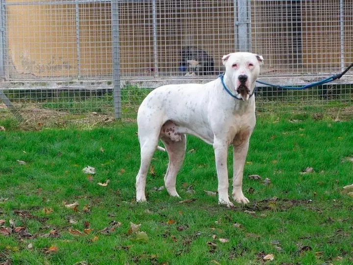 Bully Kutta (Pakistan Mastiff): fotoşəkil ilə it cinsinin təsviri 4151_8