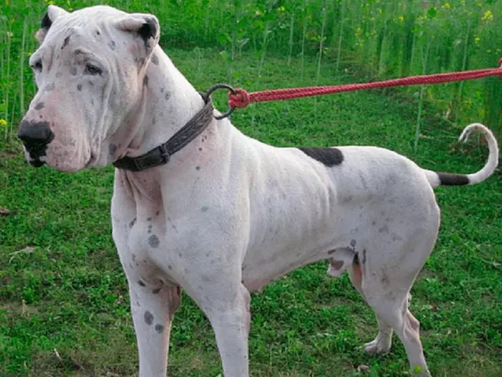 Bully Kutta (Pakistani Mastiff) : 사진이있는 개 품종 설명 4151_9