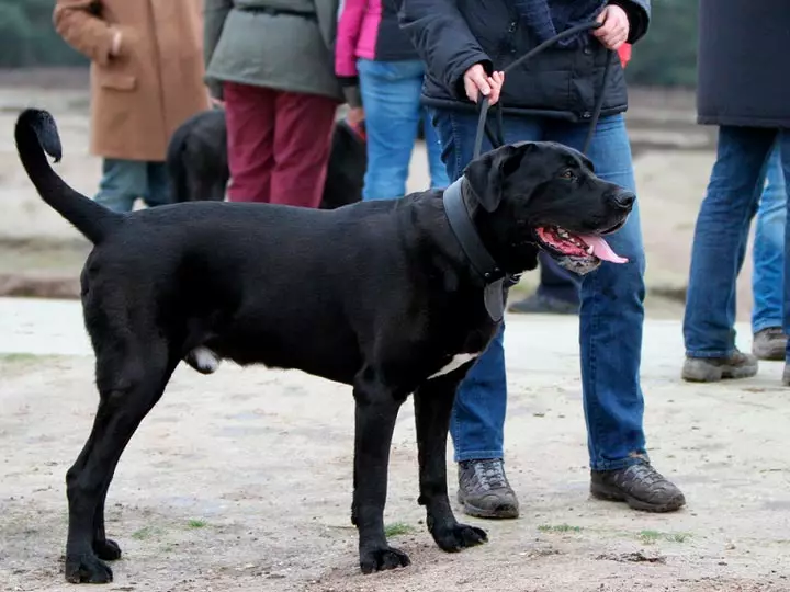 Broholmer (mâtin danois, slugterhund): description de la race avec photos et vidéos 4160_8