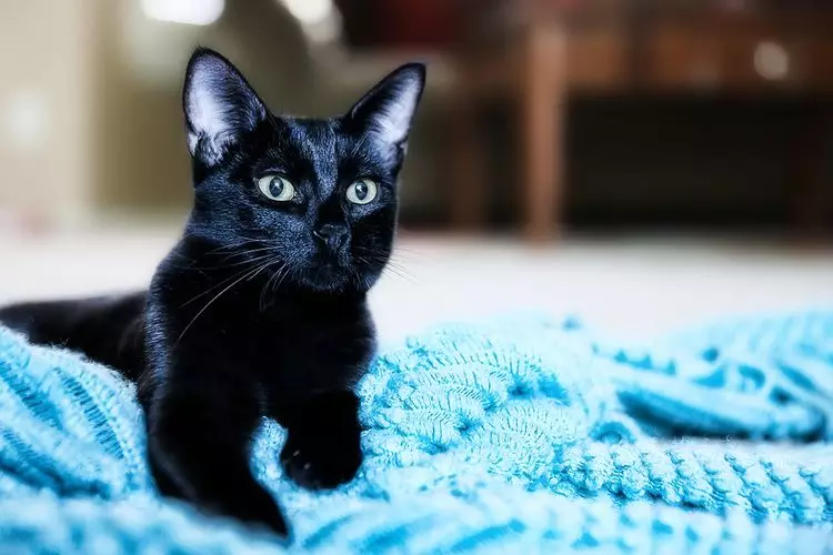 Black cat on a blanket