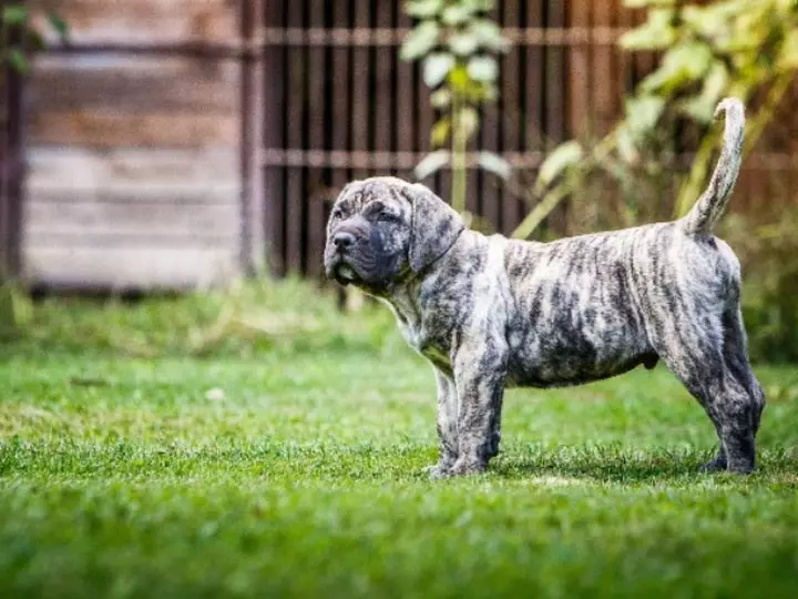 Dogo Canary (Perro de presa canario): descrierea rasei cu fotografii și videoclipuri 4184_10