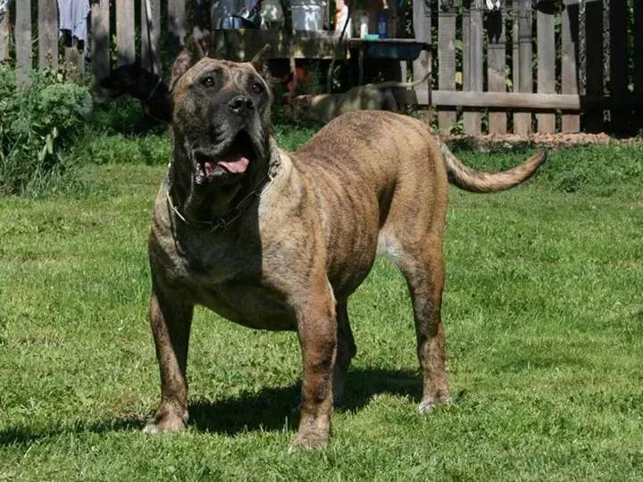 Dogo Canary (Perro de presa canario): وصف السلالة بالصور ومقاطع الفيديو 4184_12