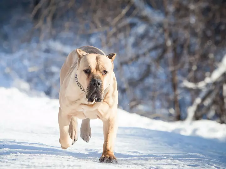 Dogo Canary (Perro de presa canario): descrierea rasei cu fotografii și videoclipuri 4184_13