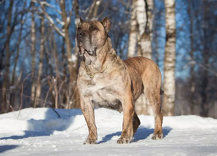 câine canar brindle