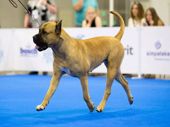 Dogo Canary (Perro de presa canario): وصف السلالة بالصور ومقاطع الفيديو 4184_4