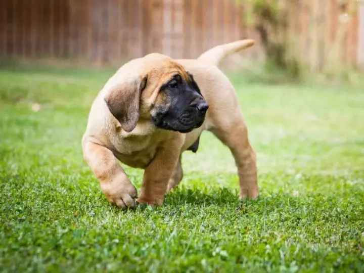 Dogo Canary (Perro de presa canario): وصف السلالة بالصور ومقاطع الفيديو 4184_5