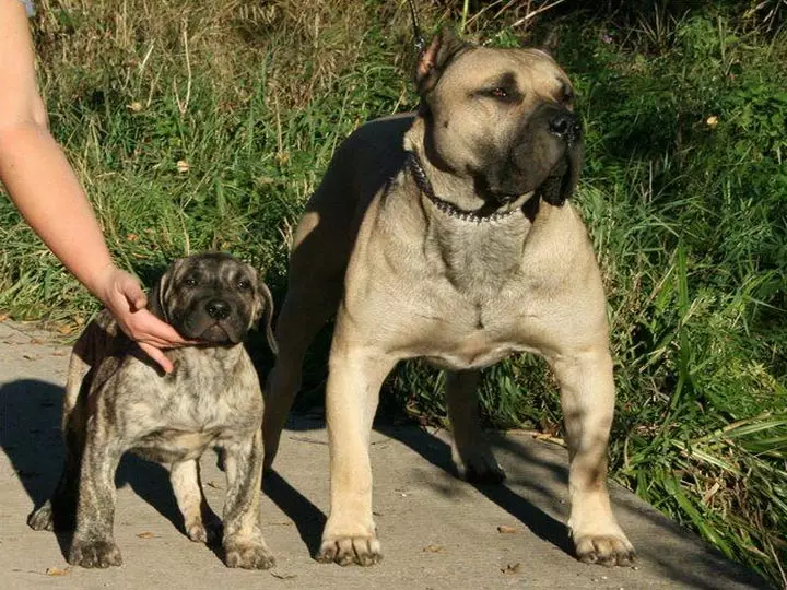 Dogo Canary (Perro de presa canario): وصف السلالة بالصور ومقاطع الفيديو 4184_6