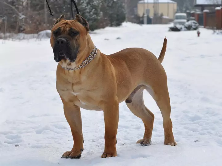 Dogo Canary (Perro de presa canario): وصف السلالة بالصور ومقاطع الفيديو 4184_7