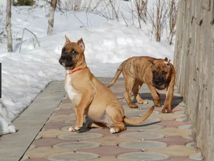 Dogo Canary (Perro de presa canario): descrierea rasei cu fotografii și videoclipuri 4184_8