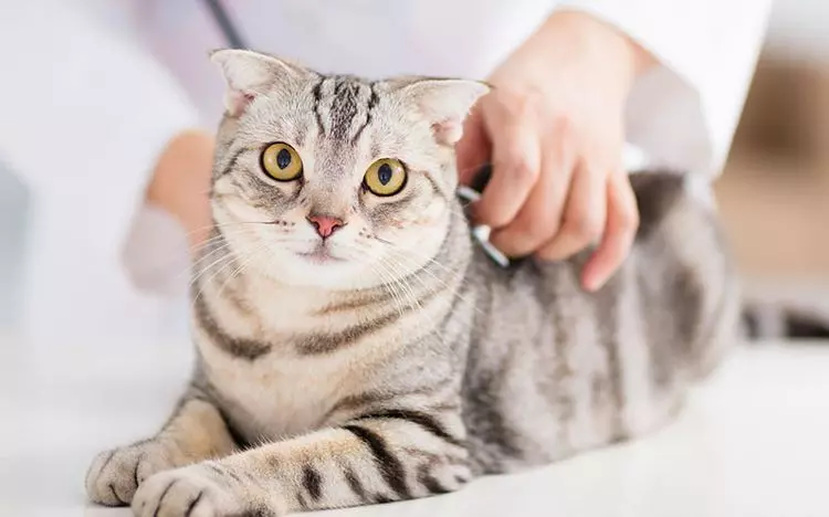 Gato que o veterinario examina