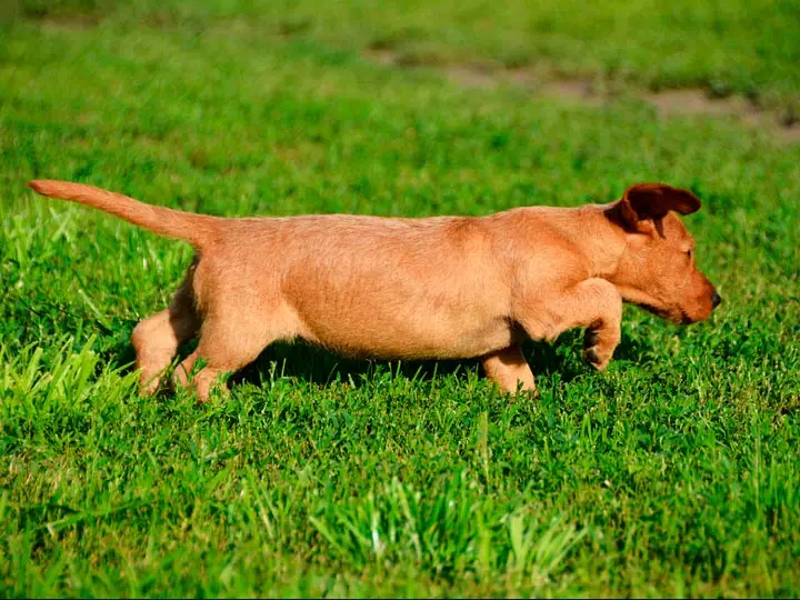 Red Breton Basset: opis rasy psów ze zdjęciami i filmami 4253_10