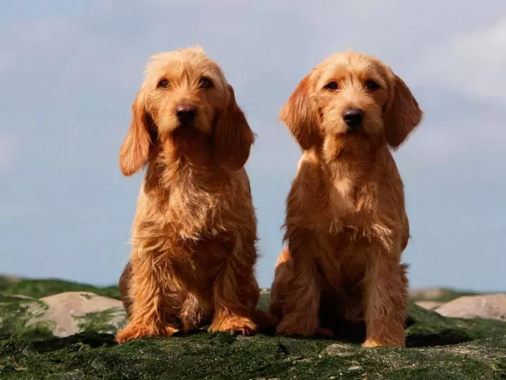 Црвениот бретонски басет: опис на расата на кучиња со фотографии и видеа 4253_13