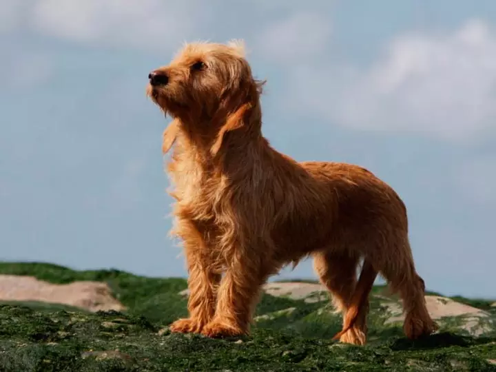 Red Breton Basset: շների ցեղի նկարագրությունը լուսանկարներով և տեսանյութերով 4253_14