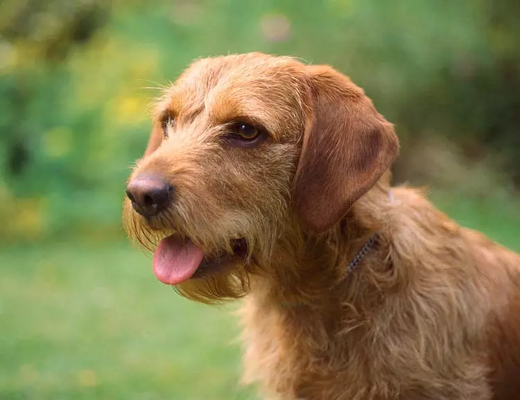 breed anjing Beureum Breton Basset